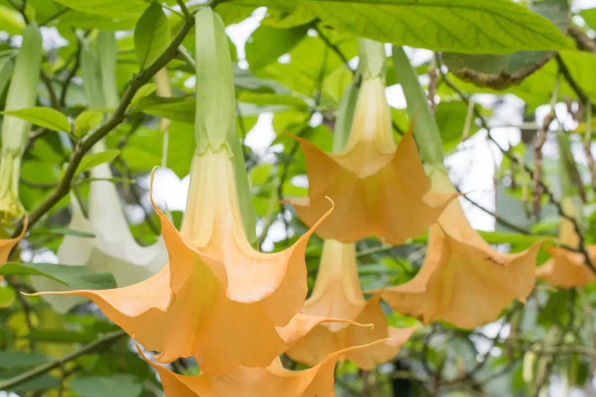 How to Grow Angel’s Trumpet from Seeds: A Step-by-Step Guide » Nursery ...