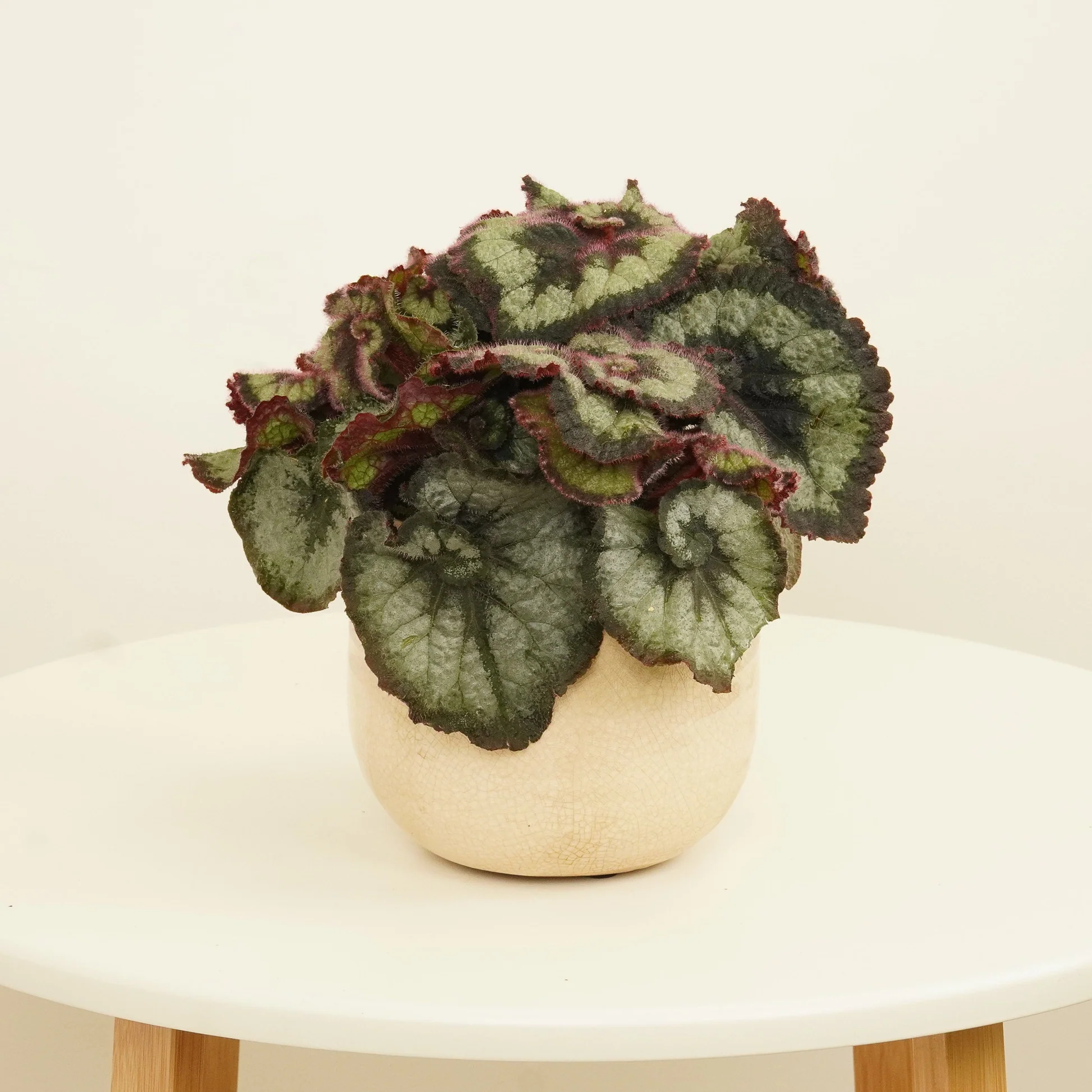Top 5 Rare Begonias You Need to Know About » Nursery Plant - #1 Best ...