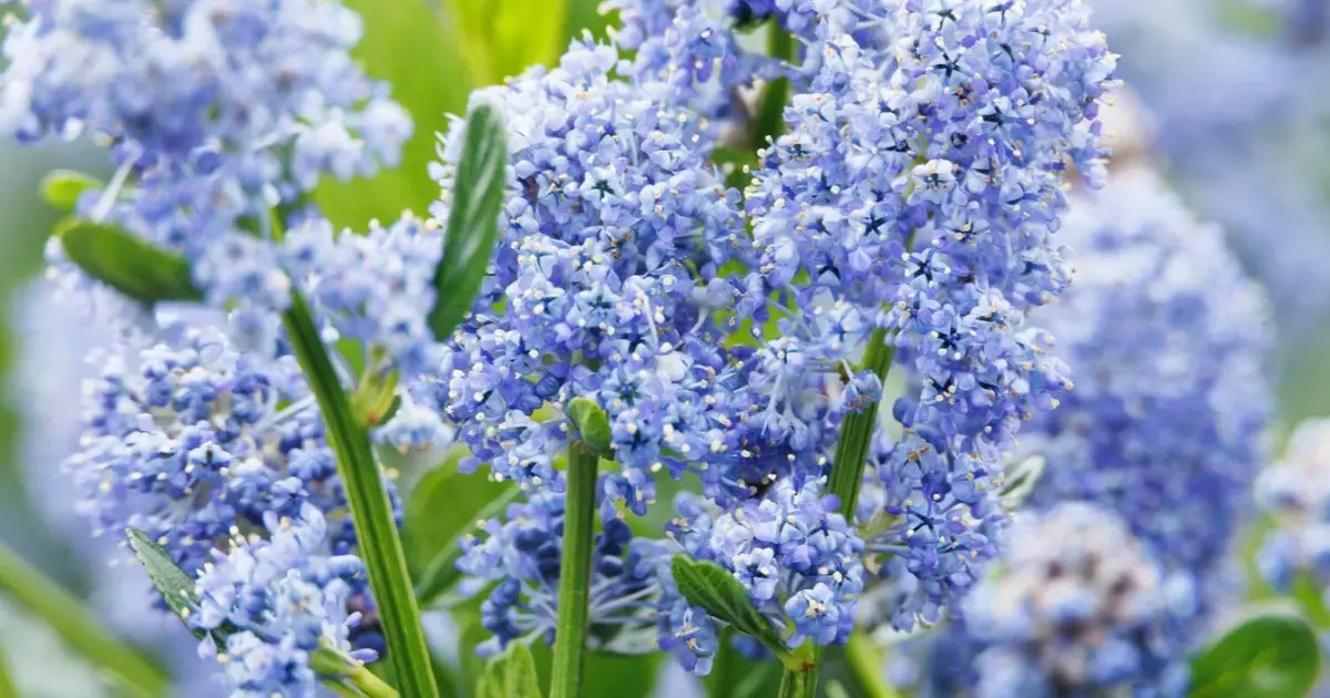 How to Grow California Lilacs: The Ultimate Shade Garden Guide ...