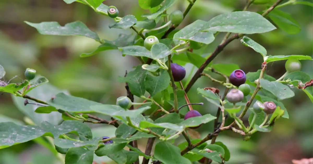 What are Wild Huckleberries? Discover the Secrets of This Delicious ...