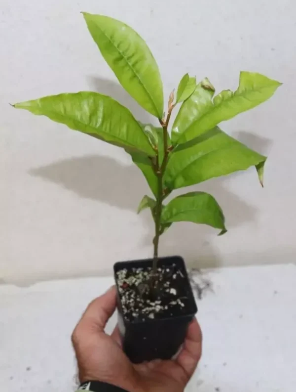 Purple Star Apple Seedling - Organic Rare Fruit Tree