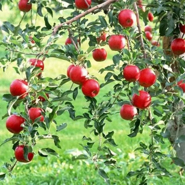 Red Delicious Apple Tree Bare-root | Sweet Red Apples