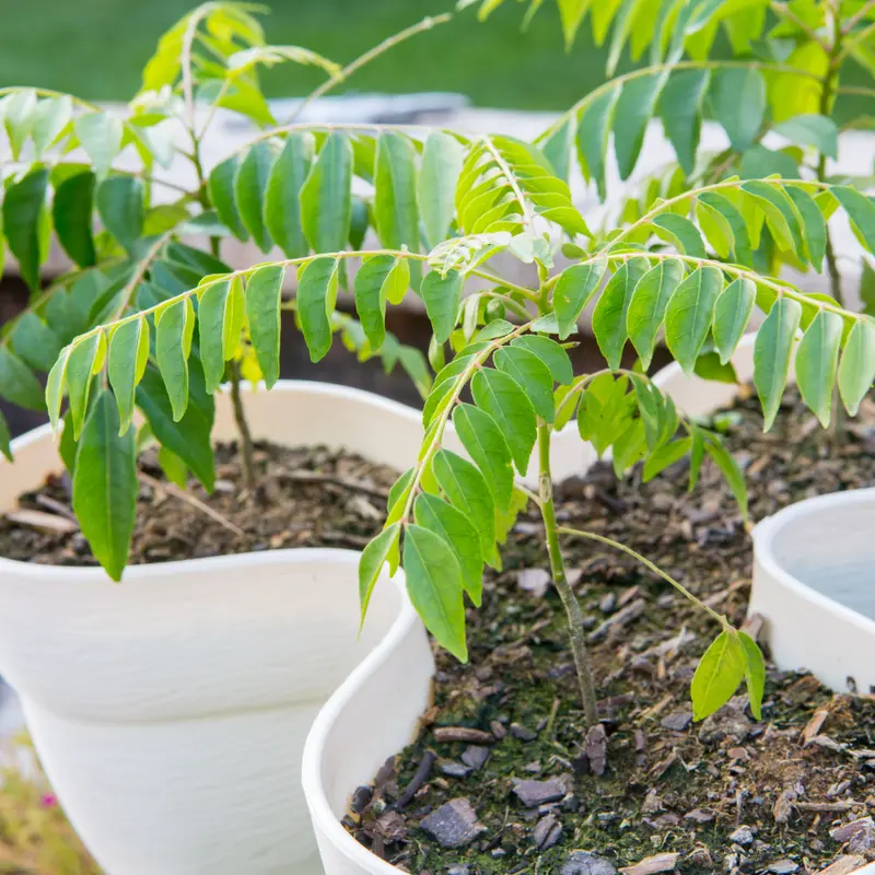 Premium Live Curry Leaf Plant | Green Curry Tree for Home & Garden