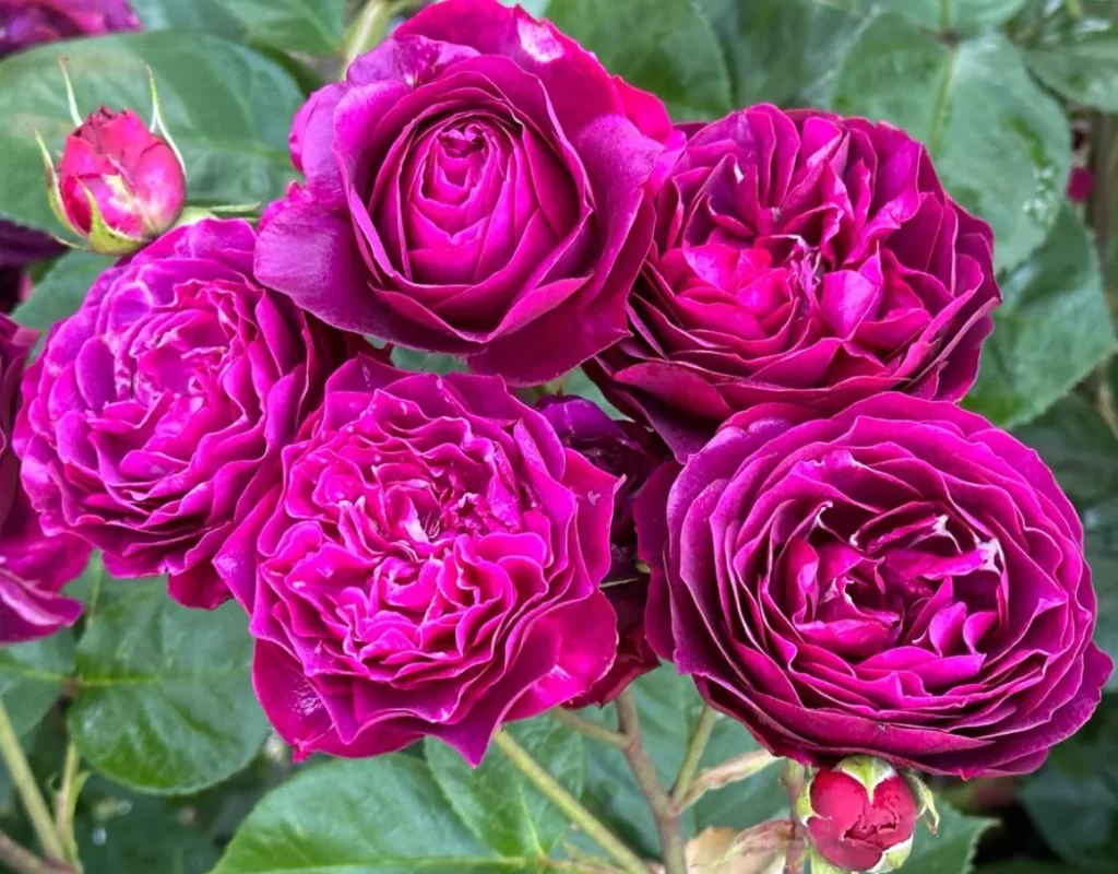 Celestial Nights Rose Climbing Plant - Fragrant Live Plant