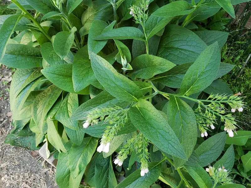 Everything You Need to Know About Growing Bocking 14 Comfrey » Nursery ...