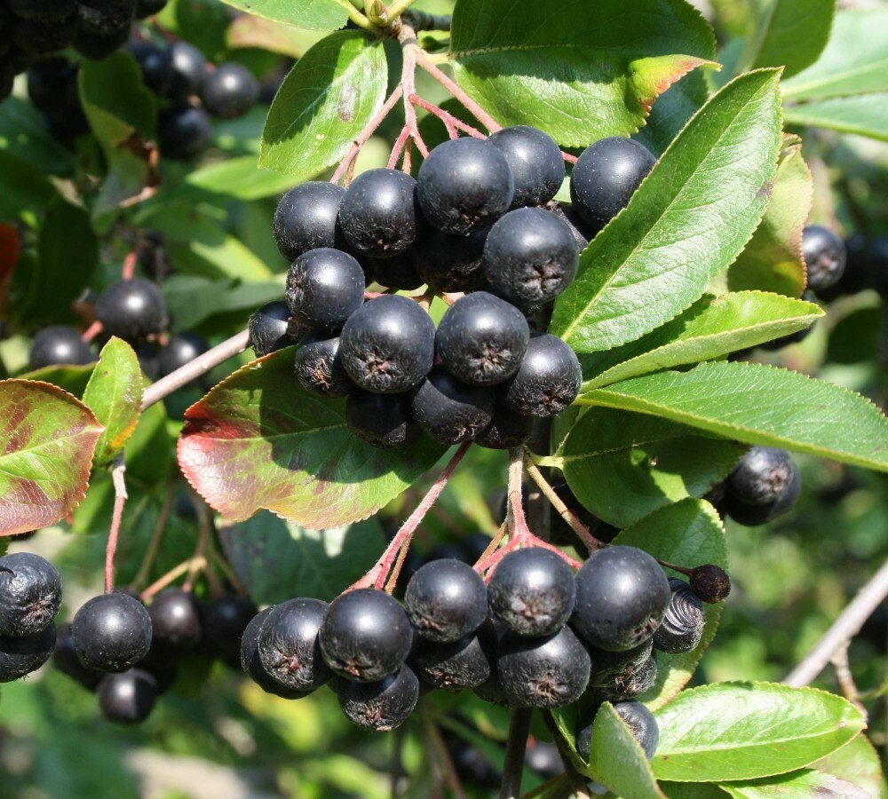 Black Chokecherry Live Plant - Aronia Melanocarpa, Up to 2 ft