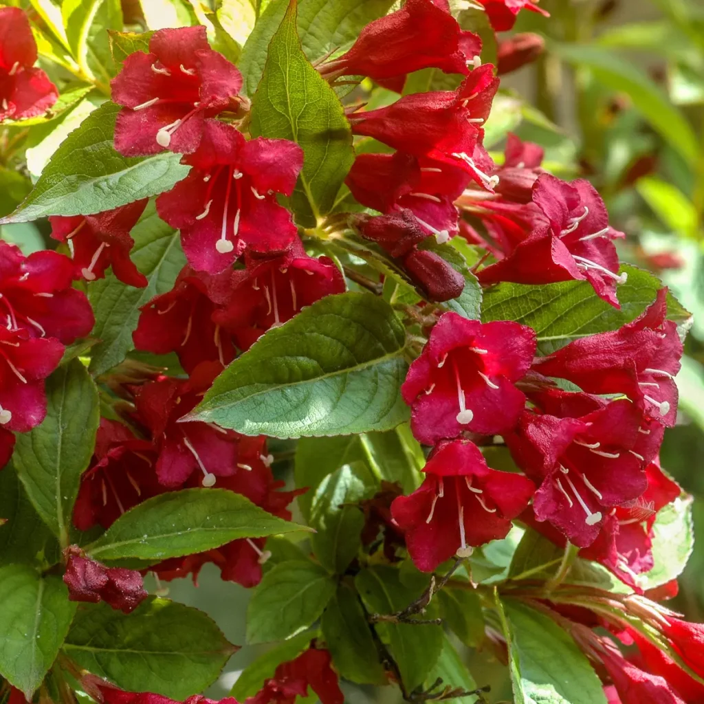Red Weigela Live Plant (Weigela florida) - Vibrant Red Flowers